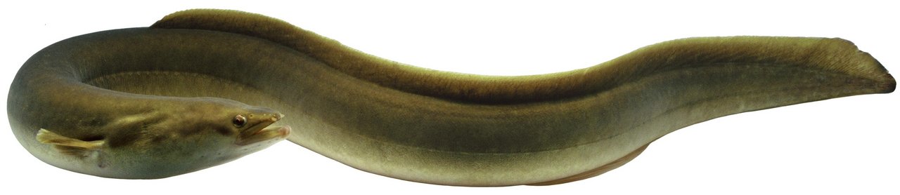 Fischereiverband kürt den Aal zum Fisch des Jahres 2018 - bauernzeitung.ch | BauernZeitung