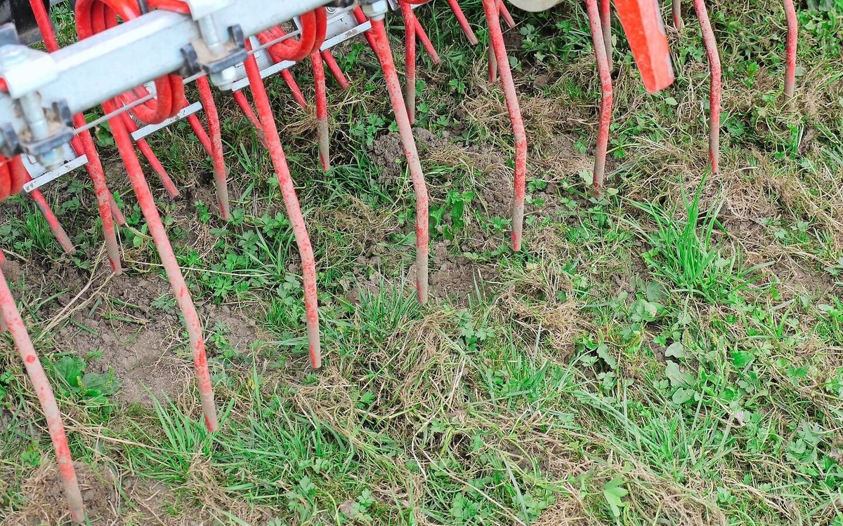 Herausforderungen durch Gemeine Rispe, Stickstoffeffizienz und optimale ...