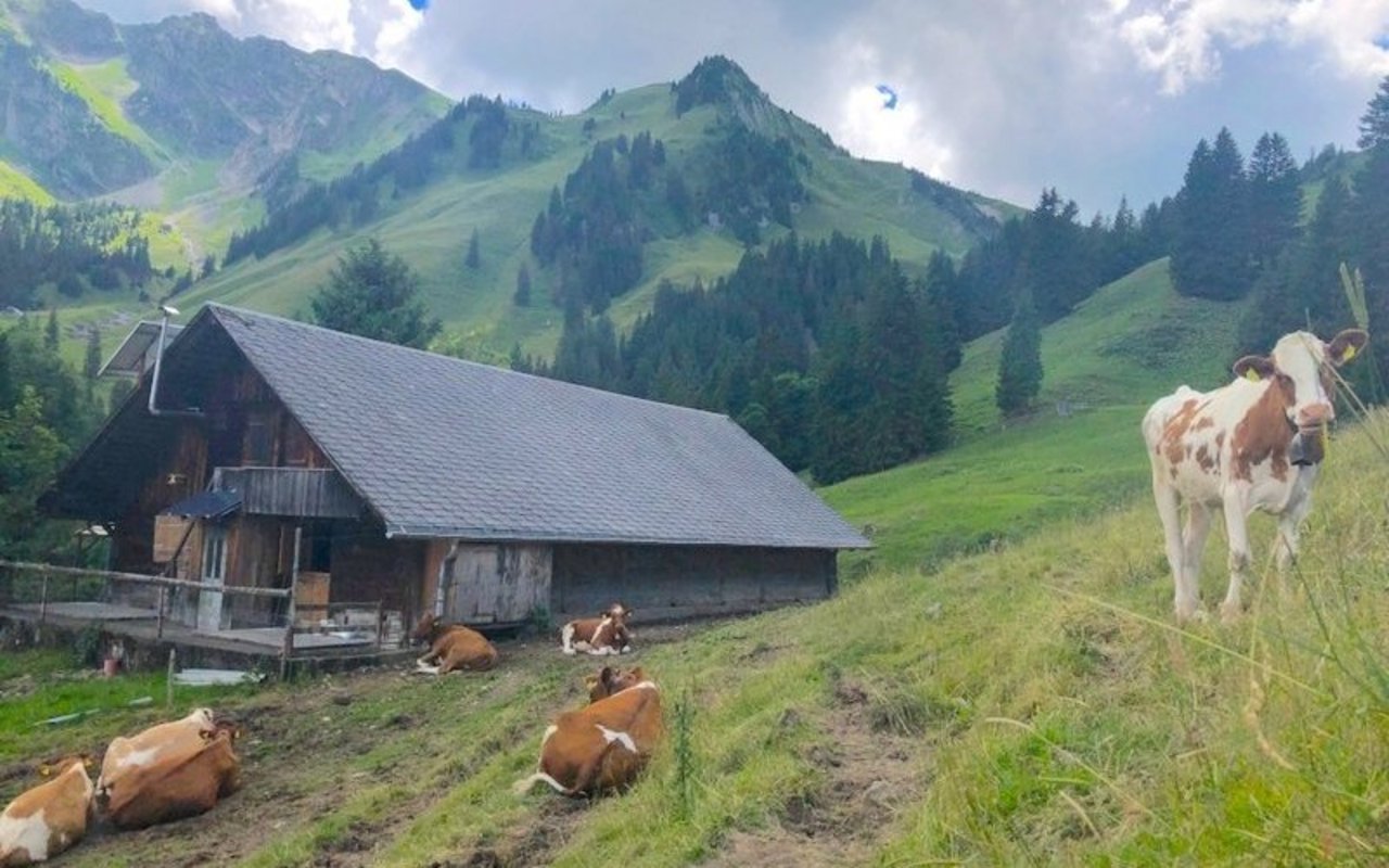Was Sie kurz- und langfristig gegen Wassermangel auf der Alp tun können ...