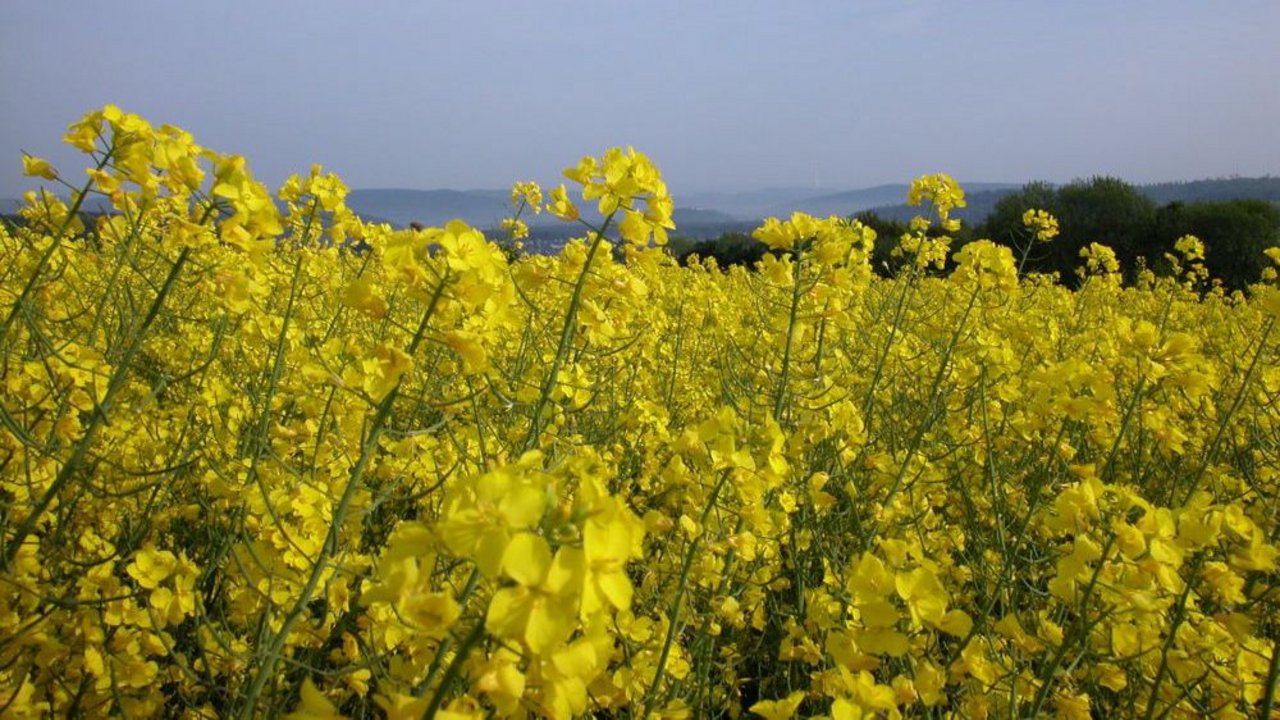 Klimawandel sei dank - Rapskrebs verschwunden - bauernzeitung.ch ...