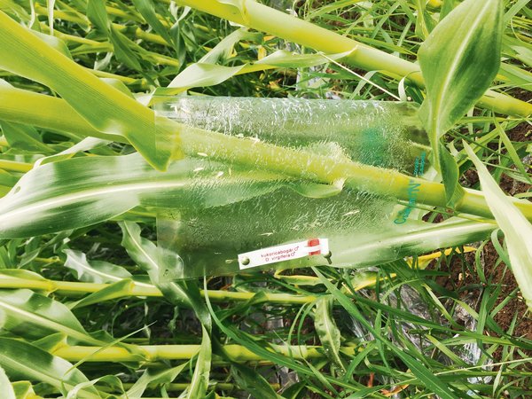 Ackerbau: «Generell eine sehr ernüchternde Ernte» - bauernzeitung.ch | BauernZeitung