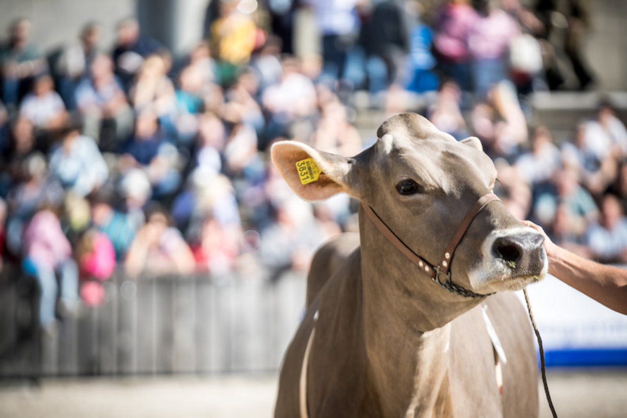 Jetzt schon an die Olma denken - bauernzeitung.ch | BauernZeitung