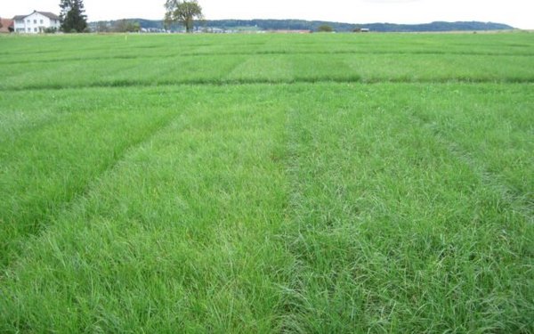 Zwei neue Raigras-Sorten für den Anbau in der Höhe und eine für bestes ...