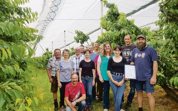 Jetzt reifen die Aargauer Kirschen zuckersüss - bauernzeitung.ch | BauernZeitung