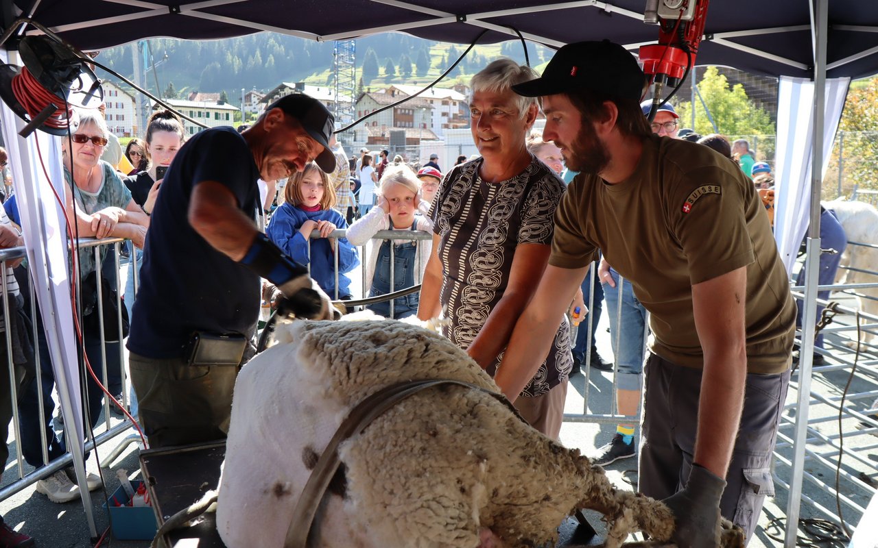 Schafe, Herdenschutzhunde und Alpkäse an der Schafschur Savognin - bauernzeitung.ch | BauernZeitung