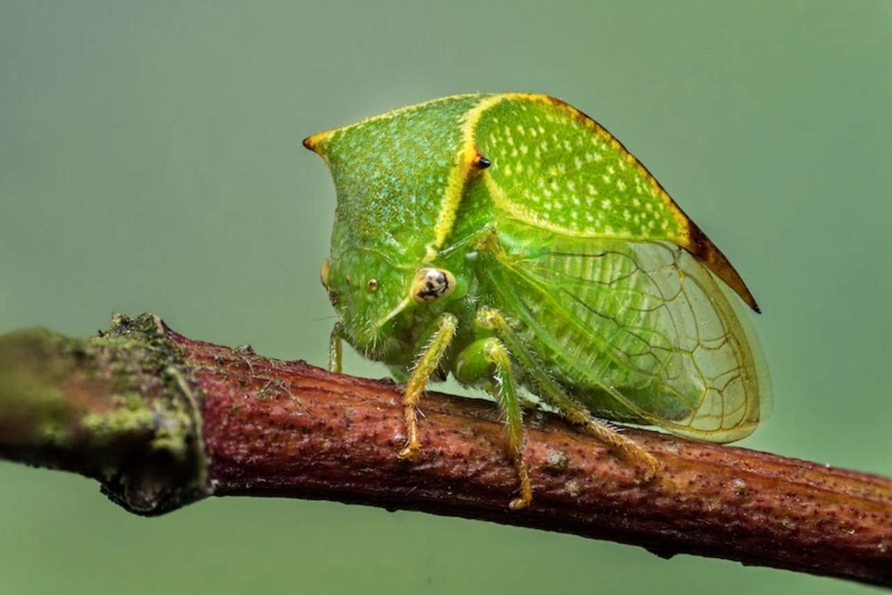 Buchtipp: Die kleine Welt der Insekten im Grossformat entdecken ...
