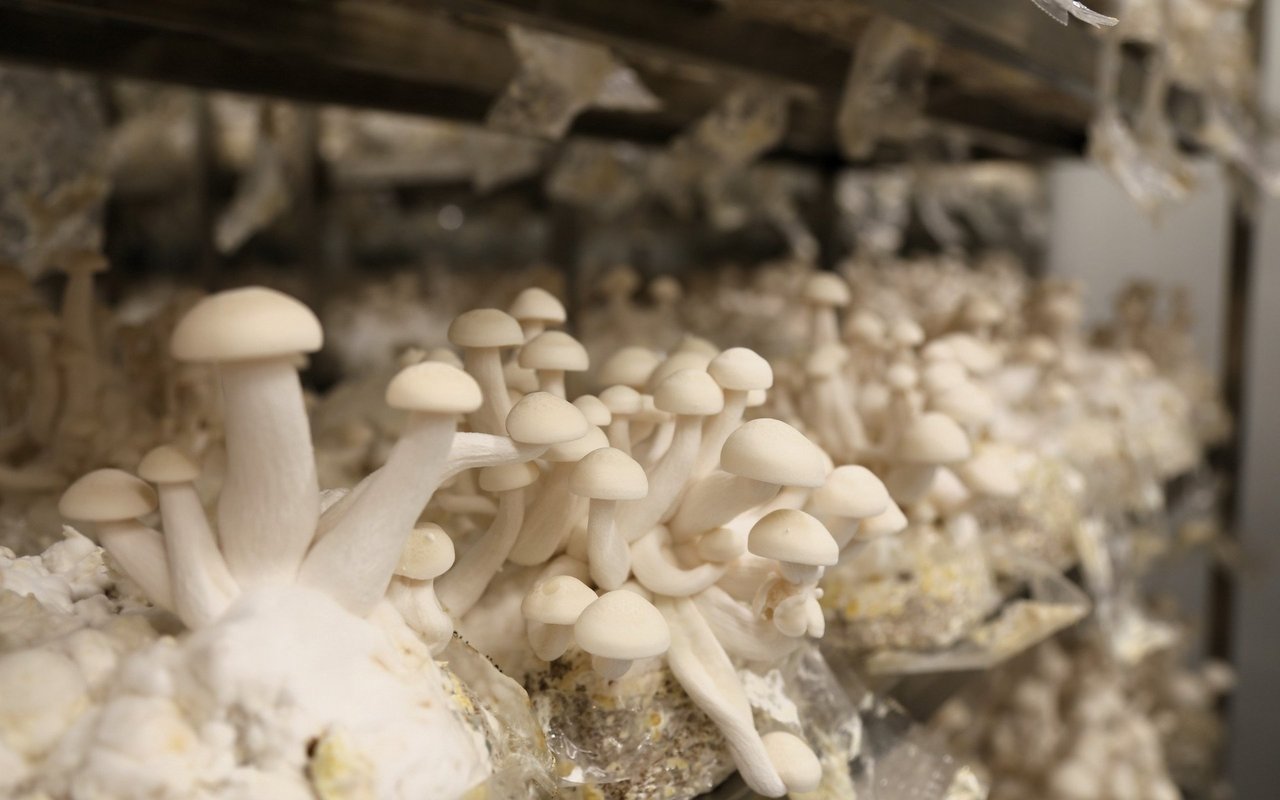 Von Pilzexperimenten zum Marktführer: Die Erfolgsgeschichte der Kernser ...