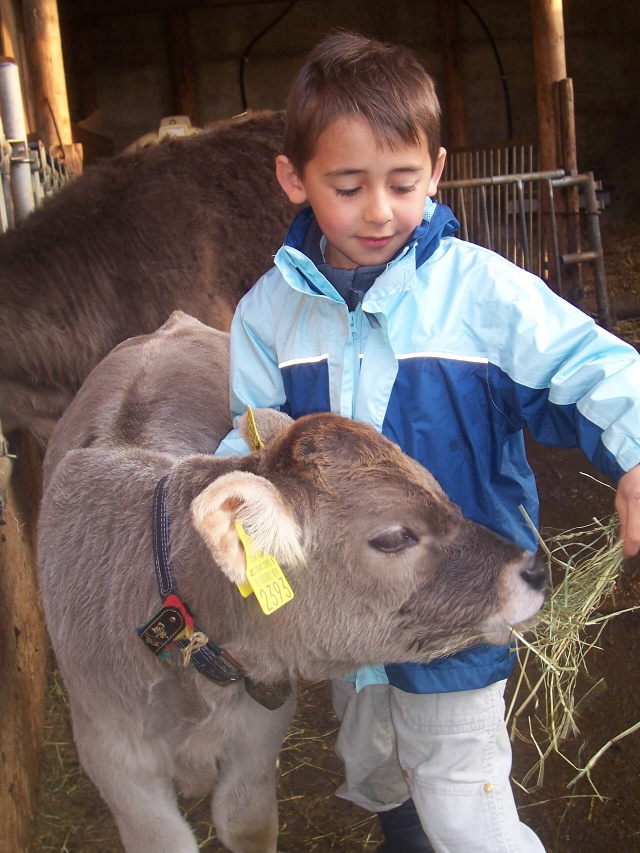 Kuh Mini feiert ihren 10. Geburtstag - bauernzeitung.ch | BauernZeitung