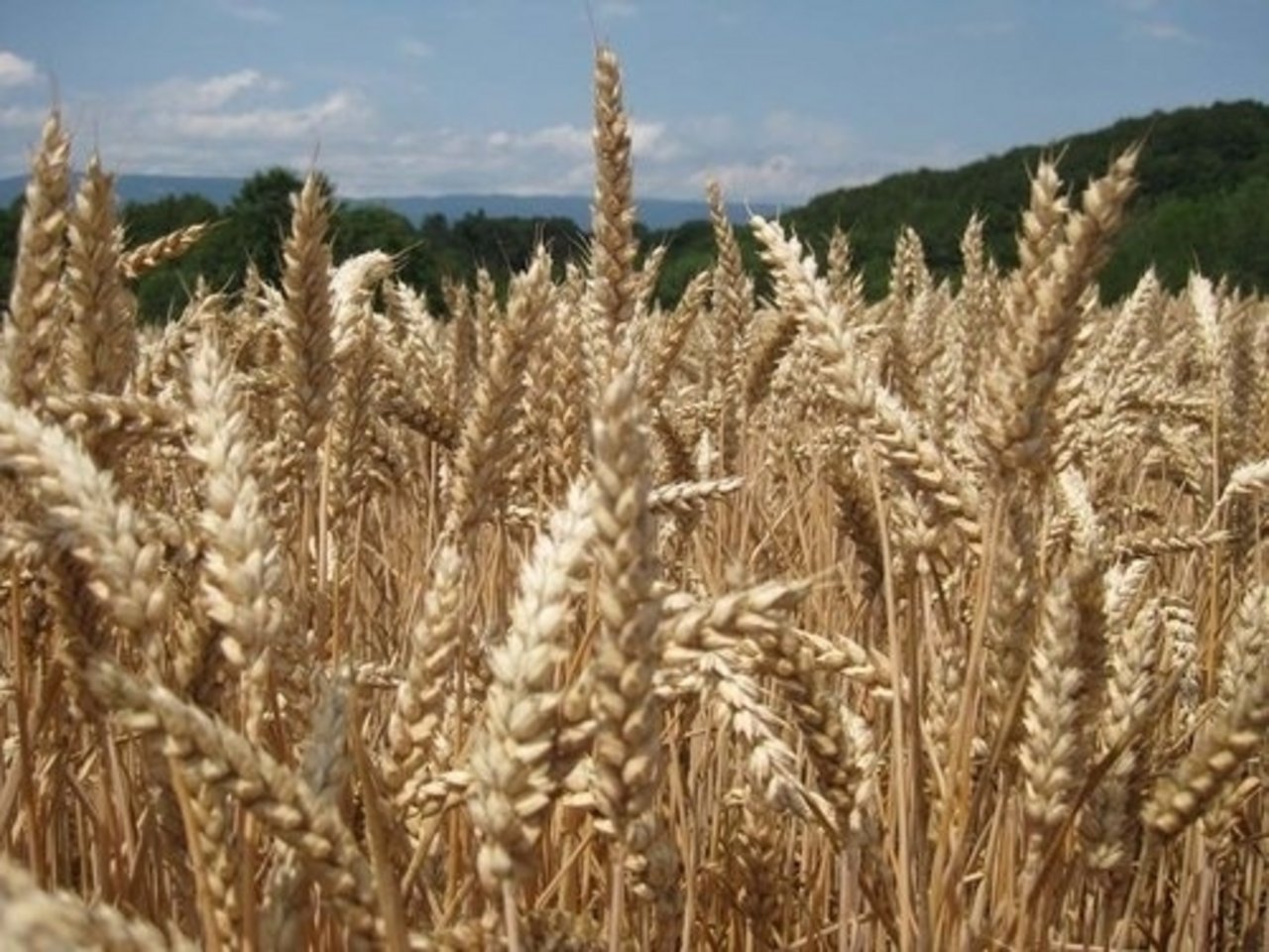 Getreide: Fast-Rekordernte erwartet - bauernzeitung.ch | BauernZeitung