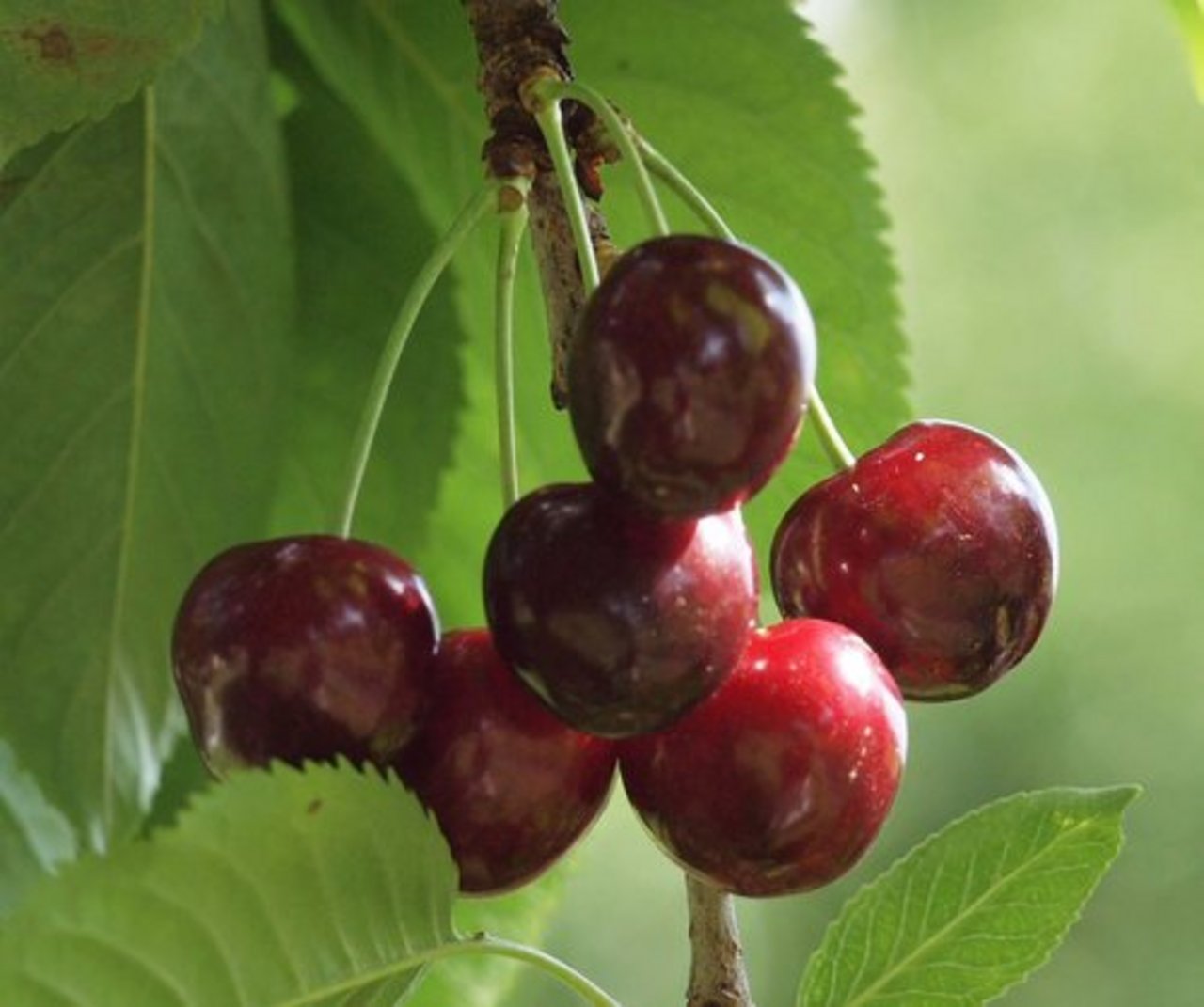 Grosse Kirschenernte erwartet - bauernzeitung.ch | BauernZeitung