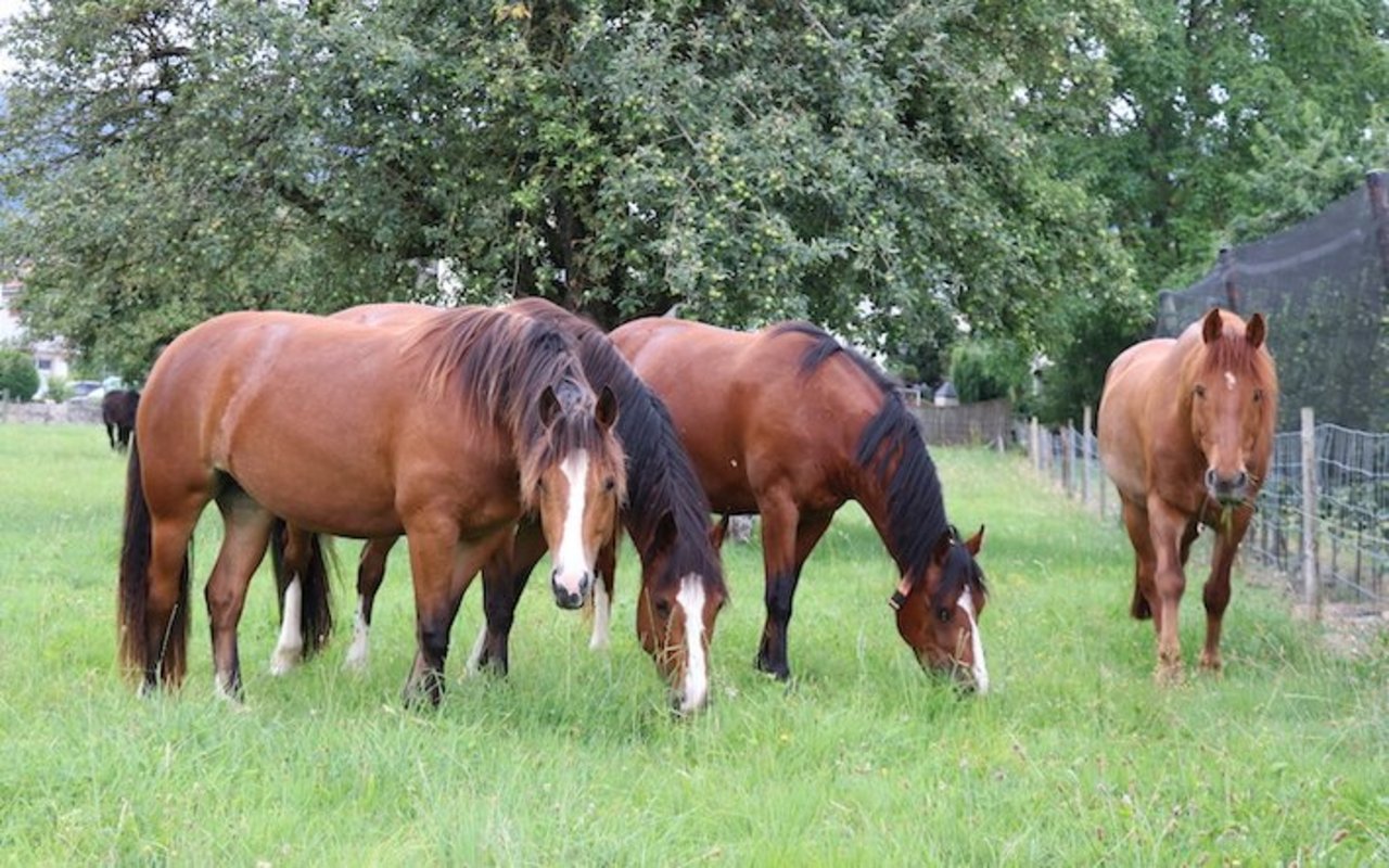 Möglichst verschiedene Kräuter und Sträucher - bauernzeitung.ch | BauernZeitung