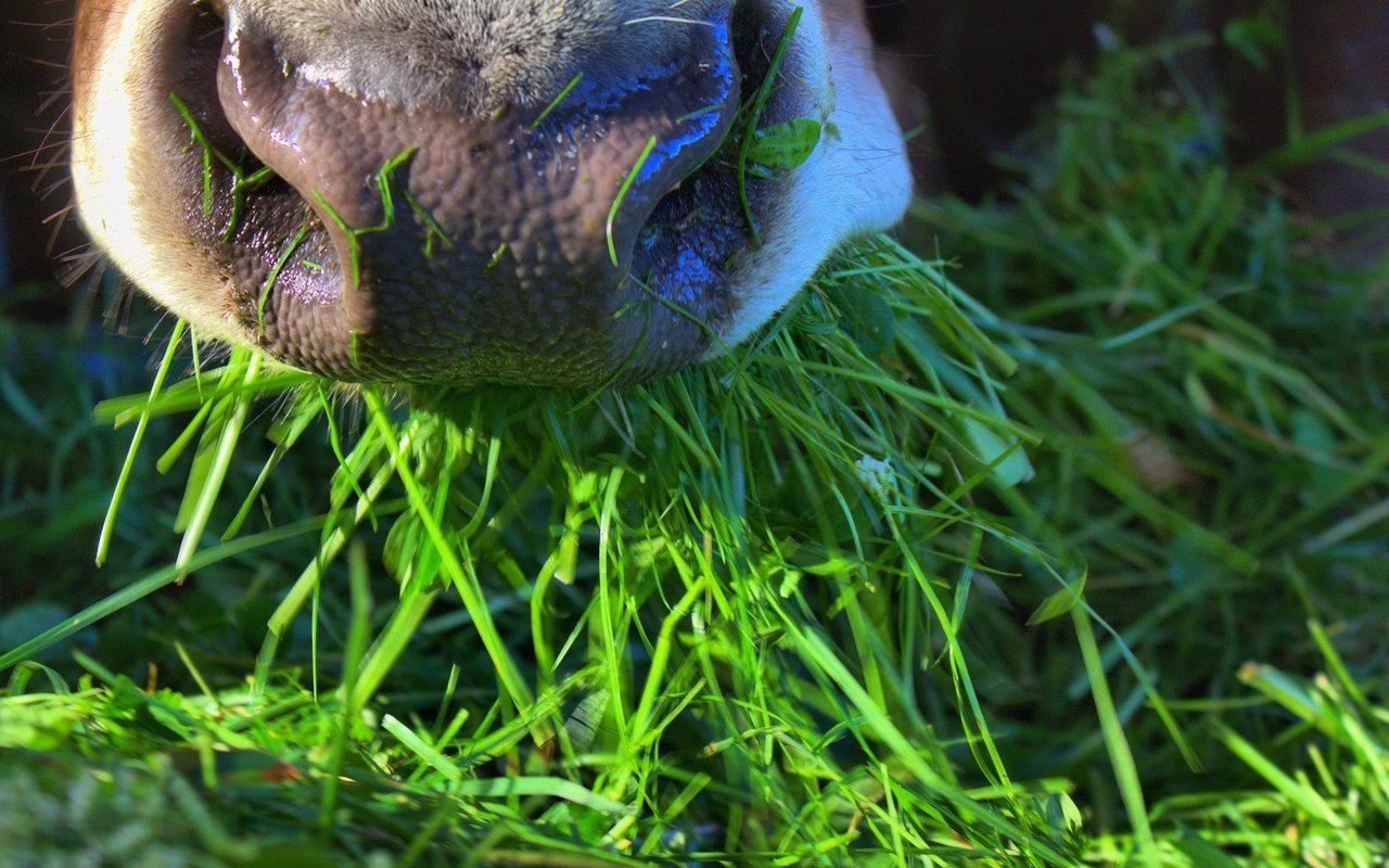 Das hat sich mit der neuesten Version von Smartcow geändert ...