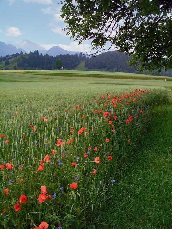 Ackerschonstreifen – der Produktive - bauernzeitung.ch | BauernZeitung