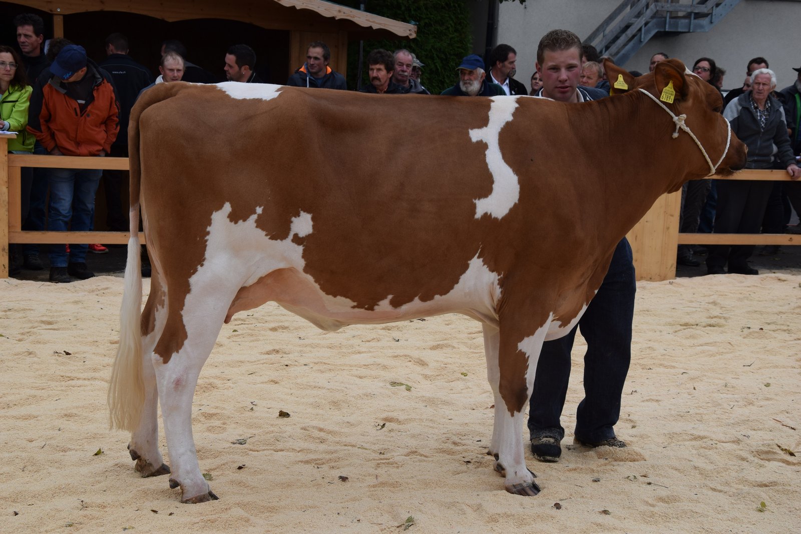 Acme Elegance gewinnt in Riffenmatt - bauernzeitung.ch | BauernZeitung