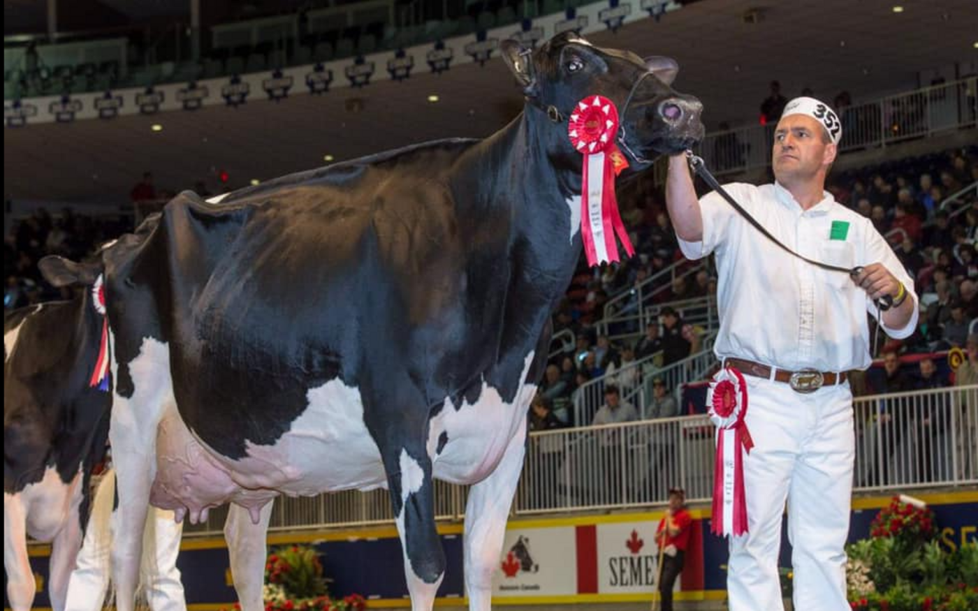Niemand wollten den Stier Senator, doch später produzierte er eine ...