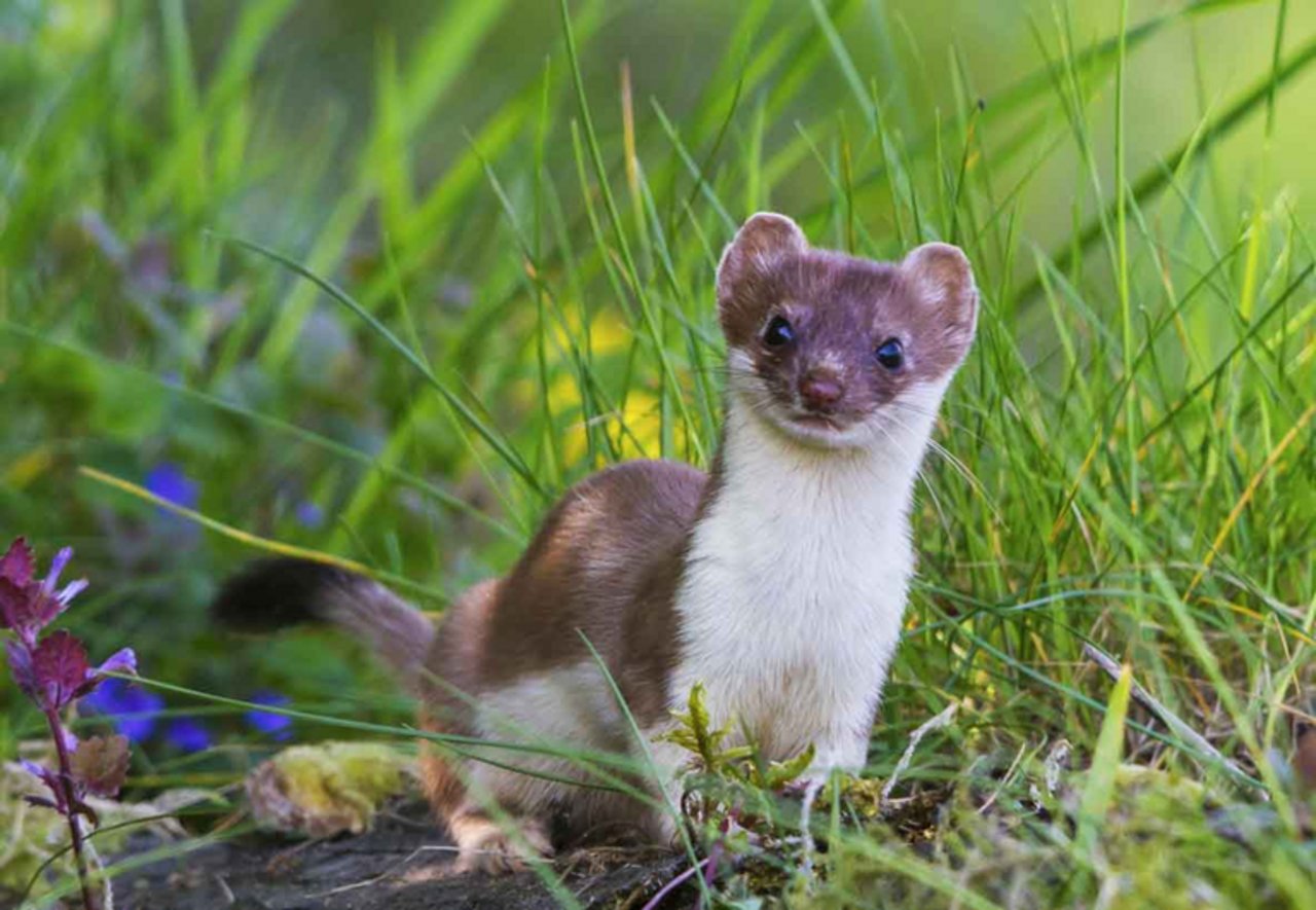 Pro Natura: Hermelin ist Tier des Jahres - bauernzeitung.ch | BauernZeitung