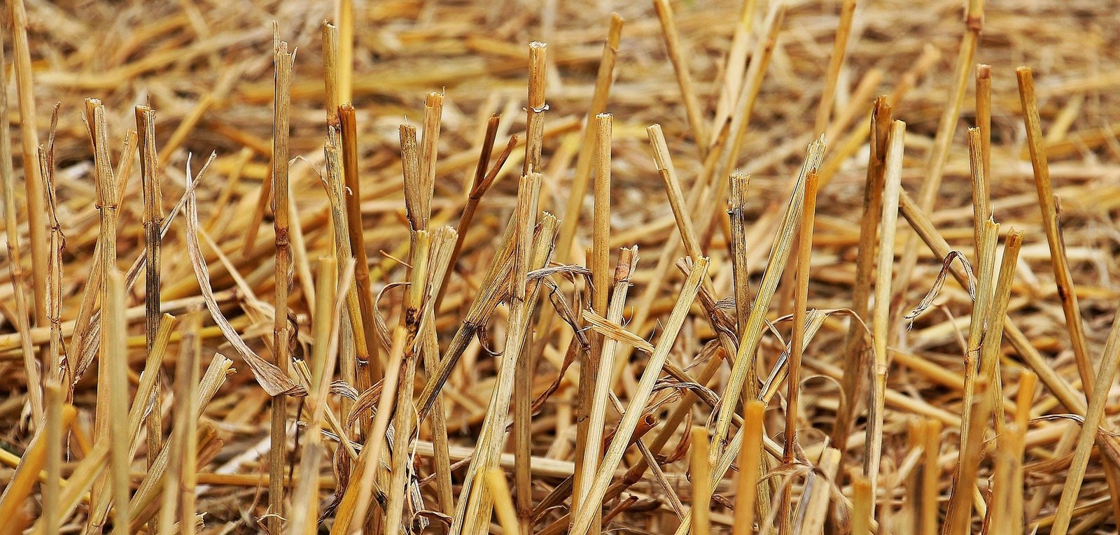 Agrotreibstoff: Klimafreundlich und ohne Nahrungsmittelkonkurrenz ...