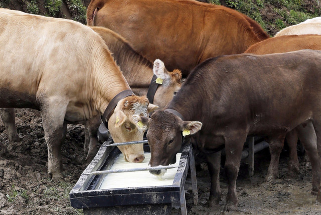 Tierfutter aus Sauermolke produzieren - bauernzeitung.ch | BauernZeitung