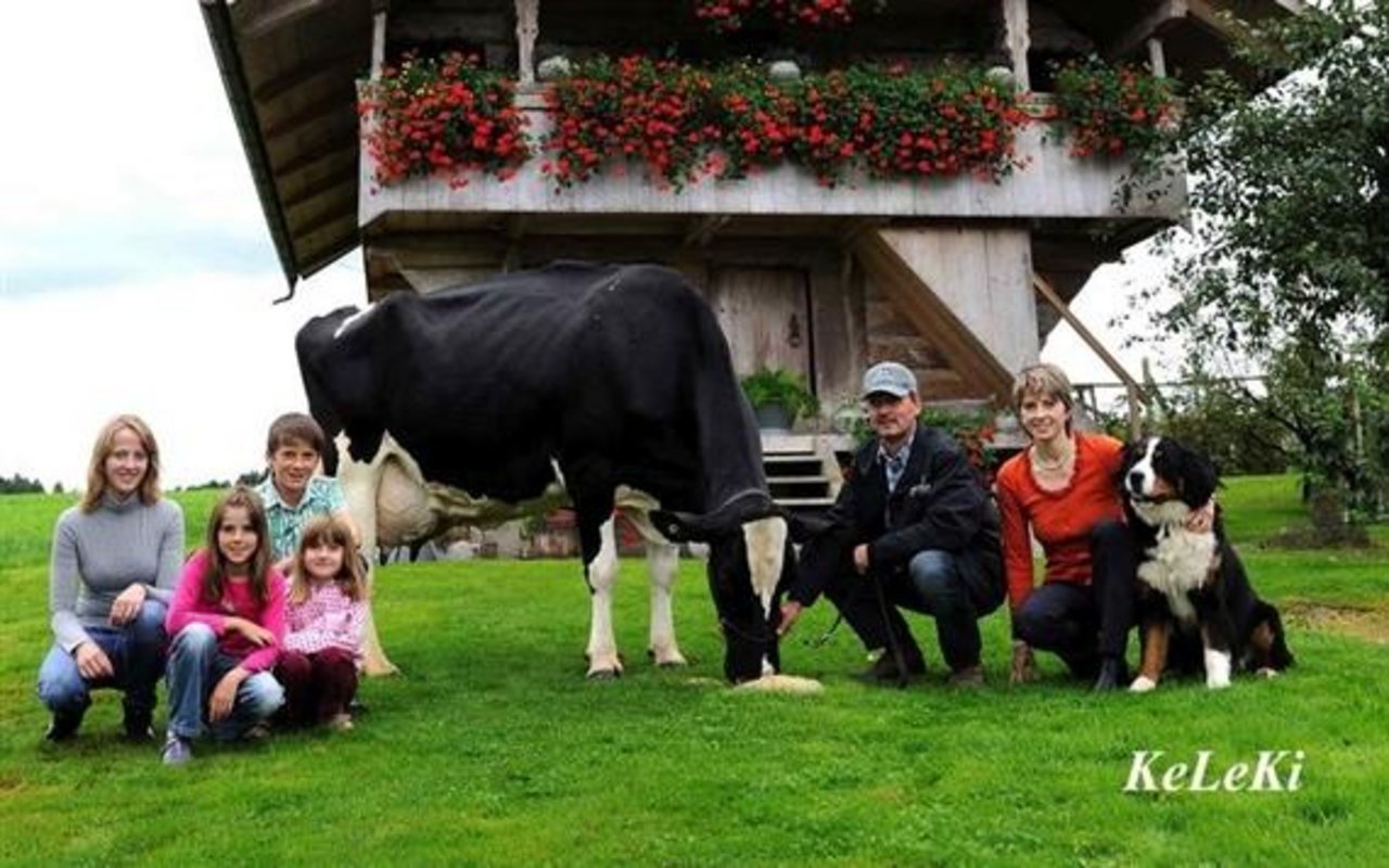 Kuh "Haiti": Rekordmilchproduzentin und Haustier in einem ...