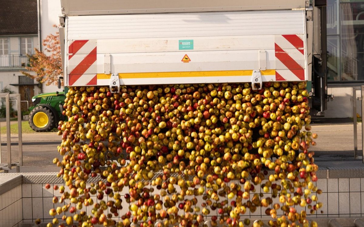 Der Schweizer Obstverband erwartet eine durchschnittliche Mostobsternte ...