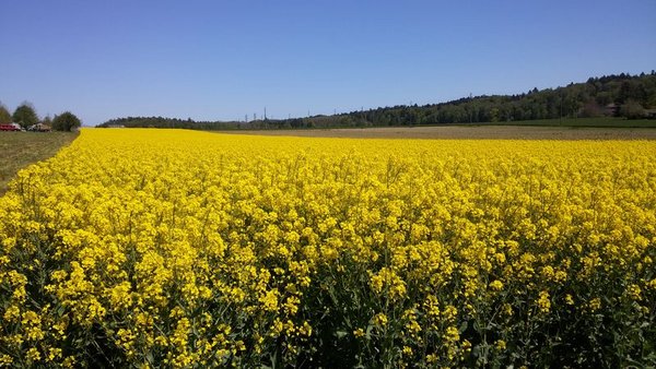 Raps und Soja: Produzenten gesucht - bauernzeitung.ch | BauernZeitung