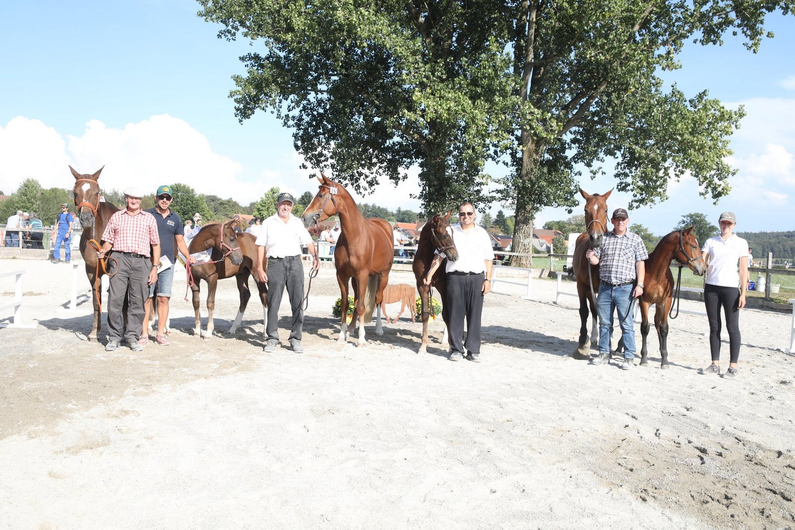 16 von 34 Fohlen schafften es an der Schau in Jeuss in den Rappel ...