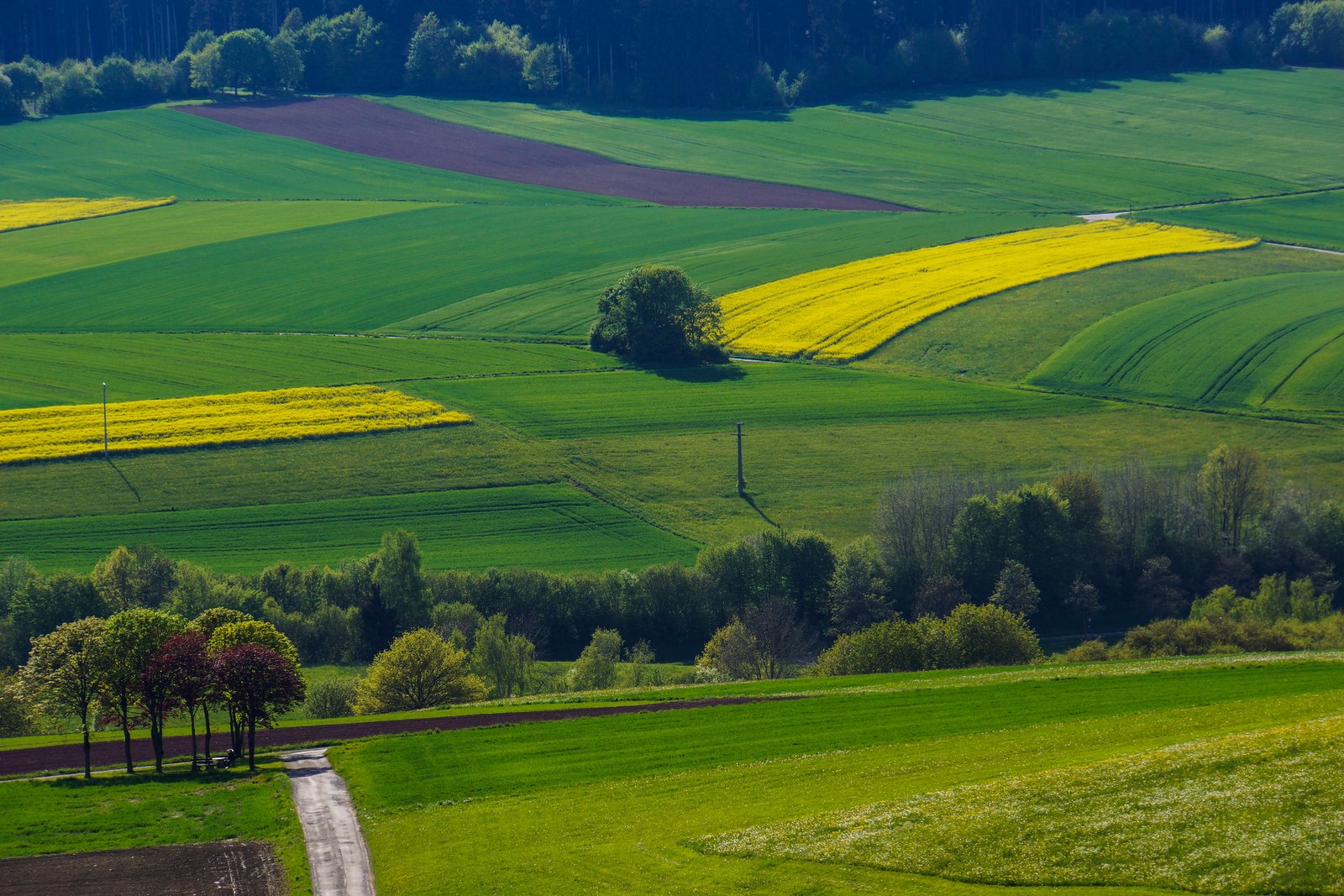 Vielfalt der Landwirtschaft ist Grundlage für Produktion ...