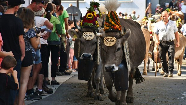 SAV freut sich über guten Alpsommer und ruft zum Wählen auf ...