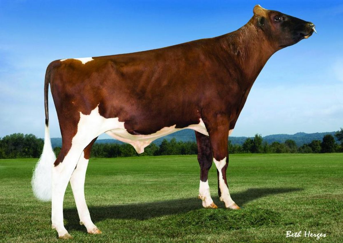 Der Red Holsteinstier Addiction führt die Rangliste nach Iset an ...