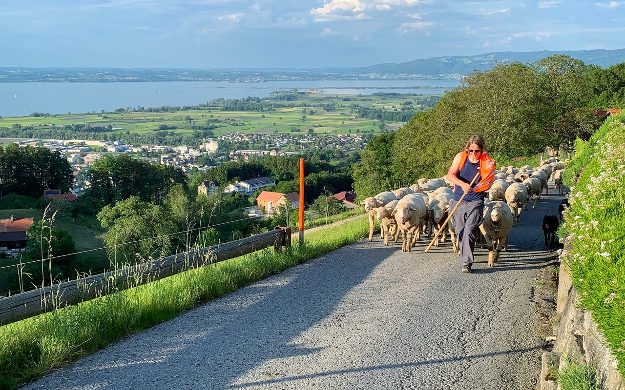 SRF- «Z’Alp» begleitet fünf neue Älplerinnen und Älpler - bauernzeitung ...