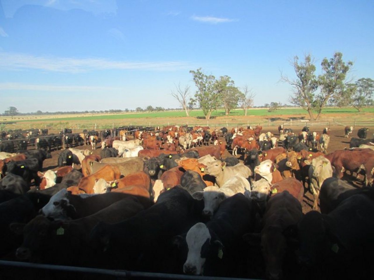 Rekordjahr für Australiens Rinderexporte - bauernzeitung.ch | BauernZeitung