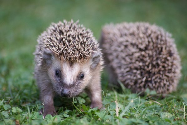 Igel-Babys in Ruhe lassen - bauernzeitung.ch | BauernZeitung