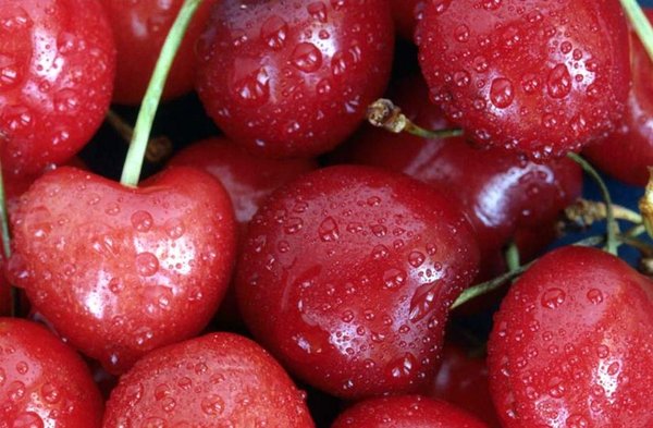 Steinobst wird leicht günstiger - bauernzeitung.ch | BauernZeitung