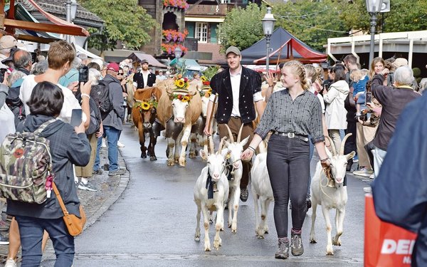 Traditionsreicher Herbst: Vieh und Fest im Fokus - bauernzeitung.ch ...