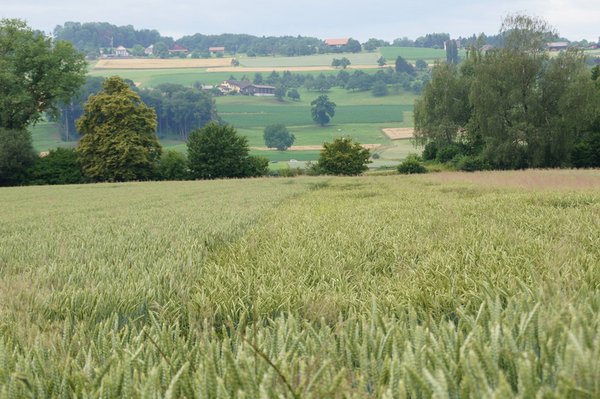 Züchtung: Eine Herausforderung für den Ackerbau - bauernzeitung.ch | BauernZeitung