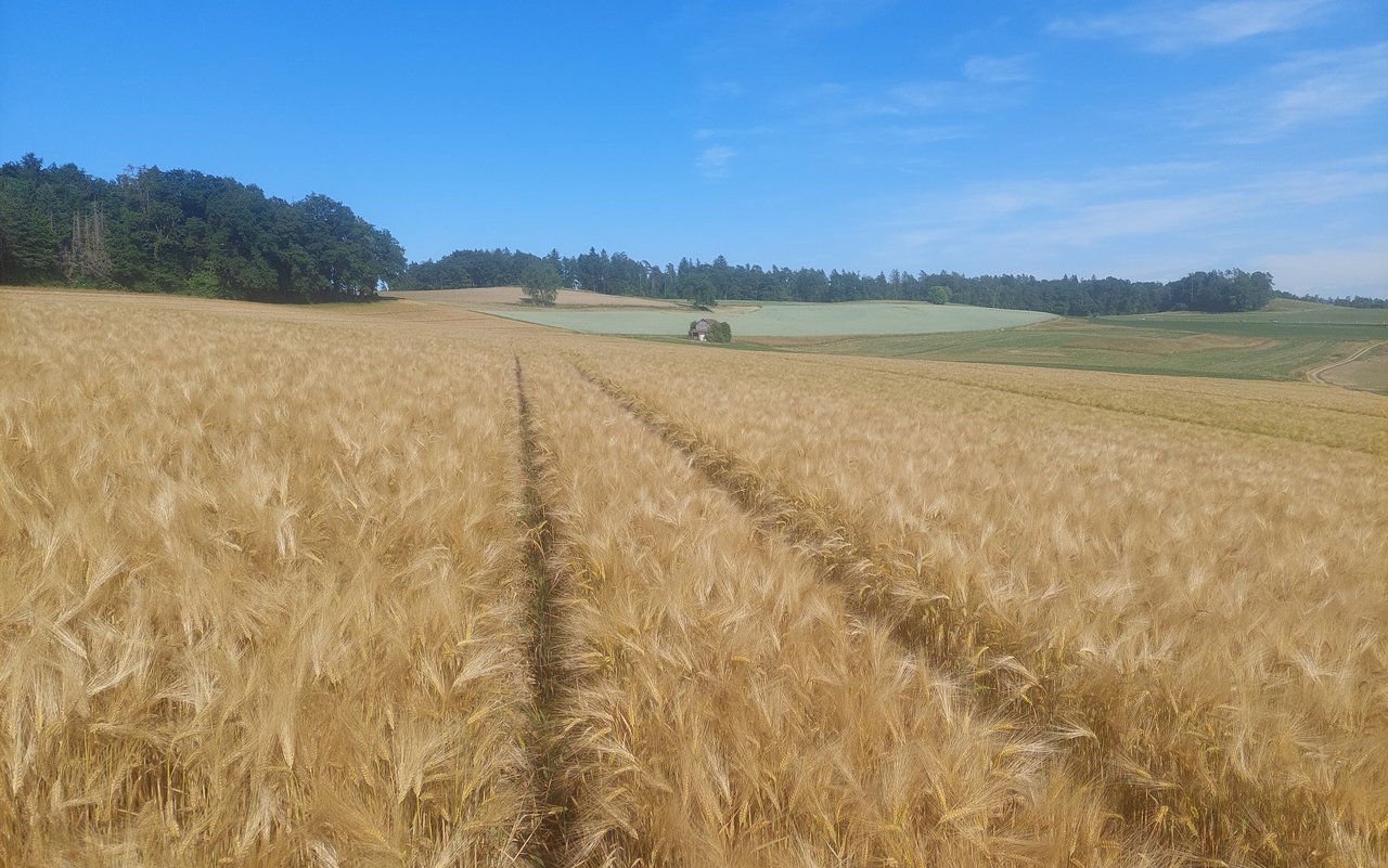 Lässt die Trockenheit Gerste und Weizen notreif werden? - bauernzeitung.ch | BauernZeitung