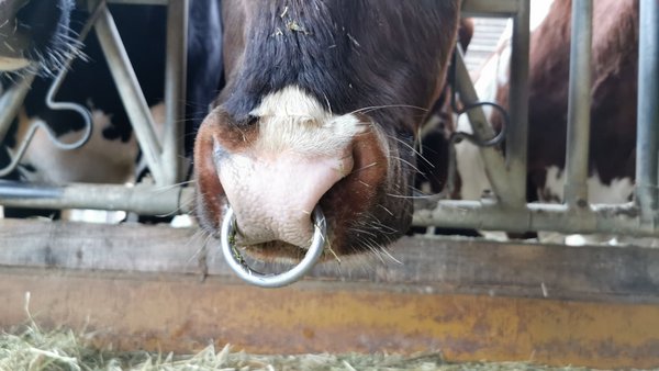 Das grosse Ding mit dem Nasenring - bauernzeitung.ch | BauernZeitung