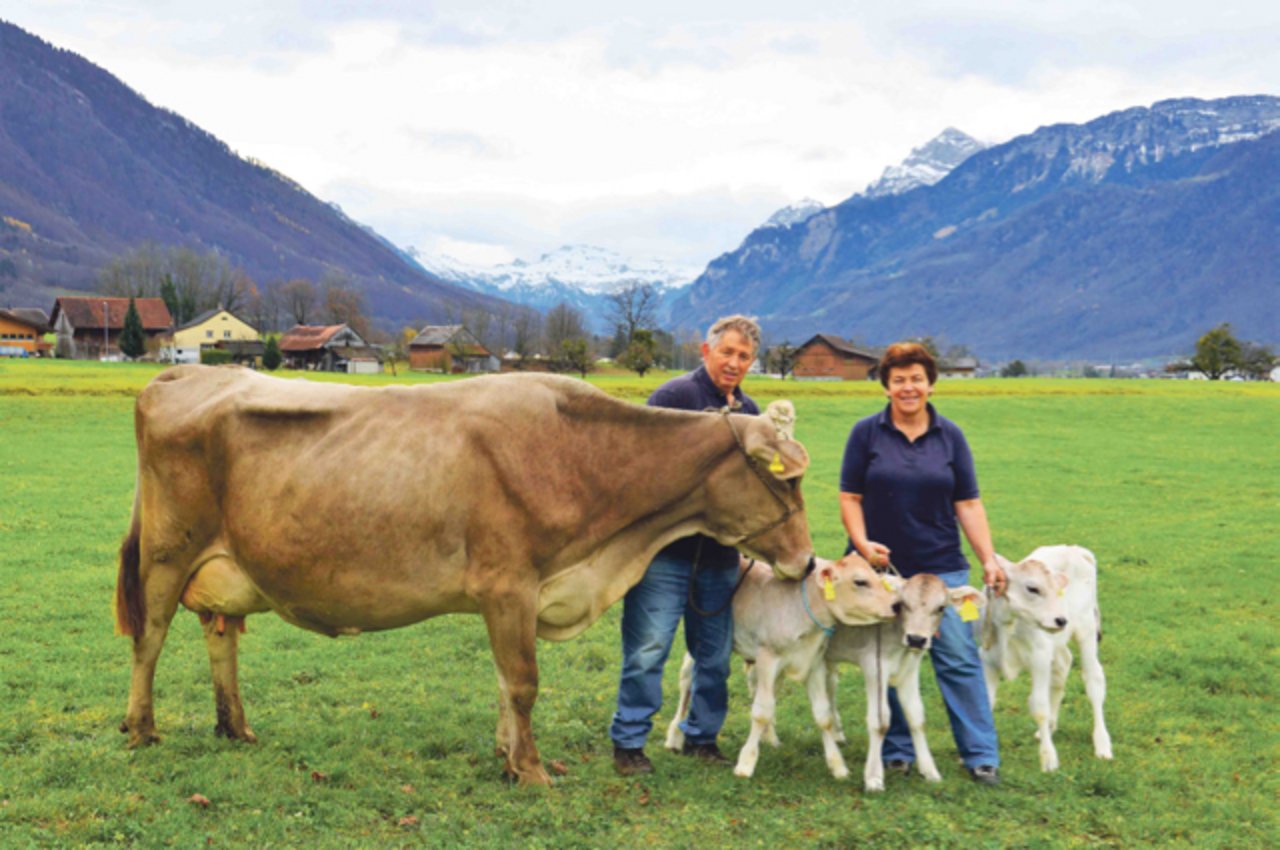 Zweimal Zwillinge, einmal Drillinge - bauernzeitung.ch | BauernZeitung