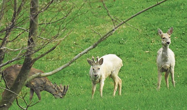 Geheimnisvolle weisse Rehe - bauernzeitung.ch | BauernZeitung