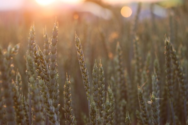 Ackerbau im Sommer - bauernzeitung.ch | BauernZeitung