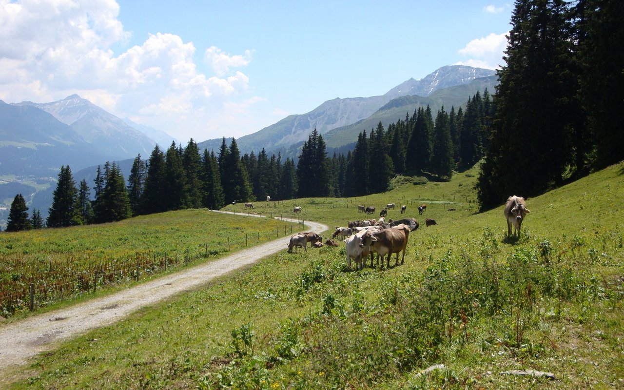 Stabile Entwicklung bei der Alpsömmerung - bauernzeitung.ch | BauernZeitung