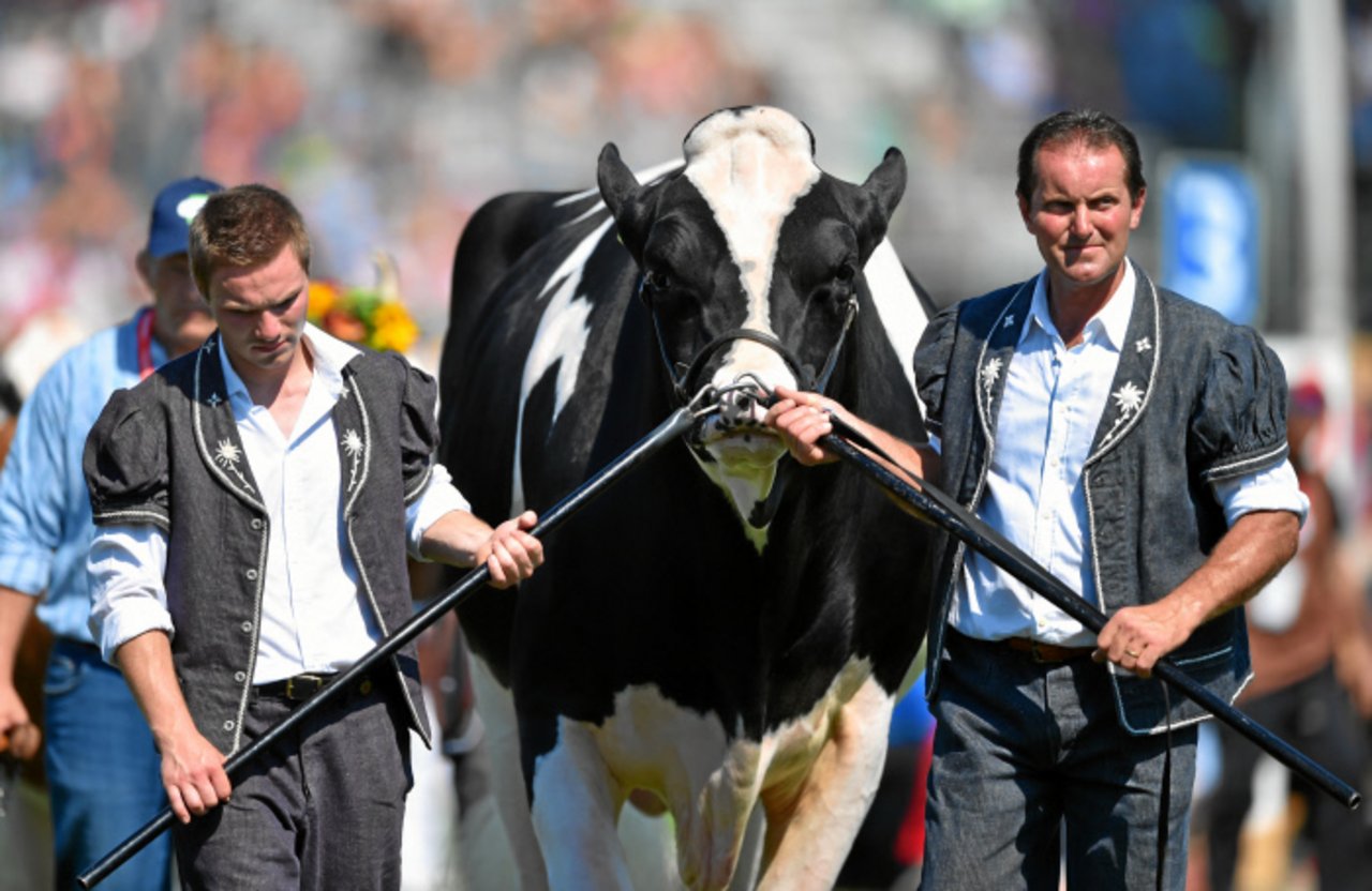 Geschlossene Spitze und ein eigenwilliger Siegermuni - bauernzeitung.ch ...