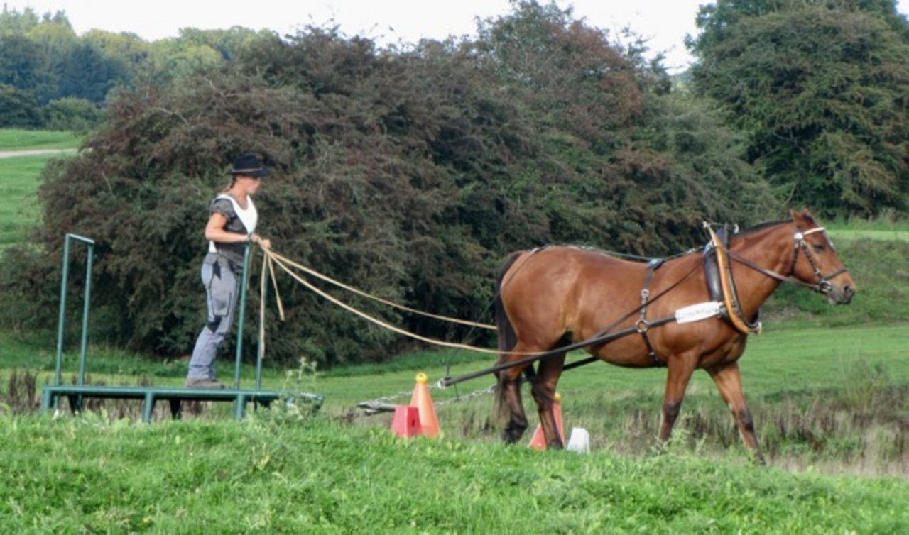 Freiberger-Team brillierte in Belgien - bauernzeitung.ch | BauernZeitung