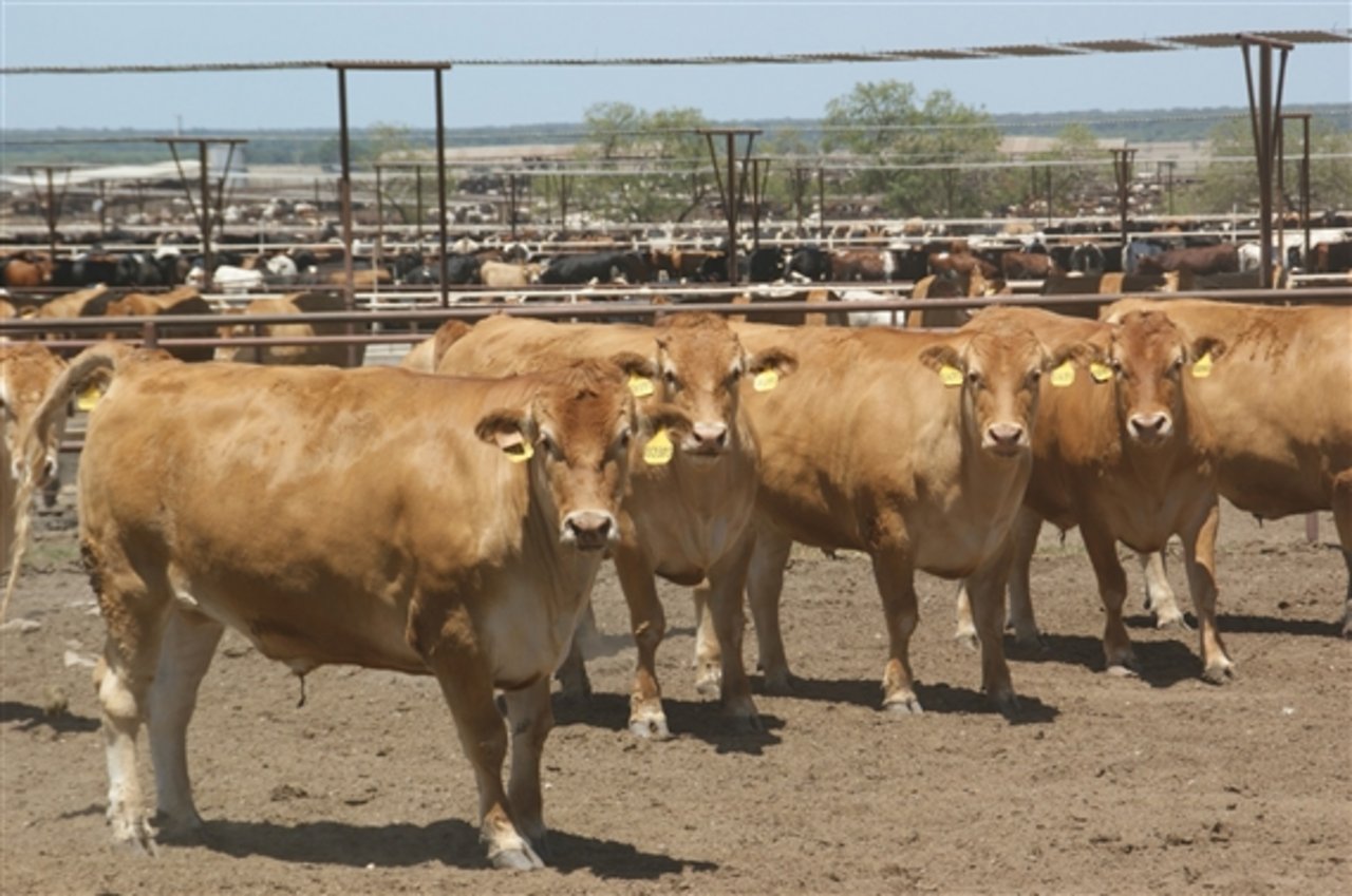 Rinderbestand in Nordamerika wächst wieder - bauernzeitung.ch ...
