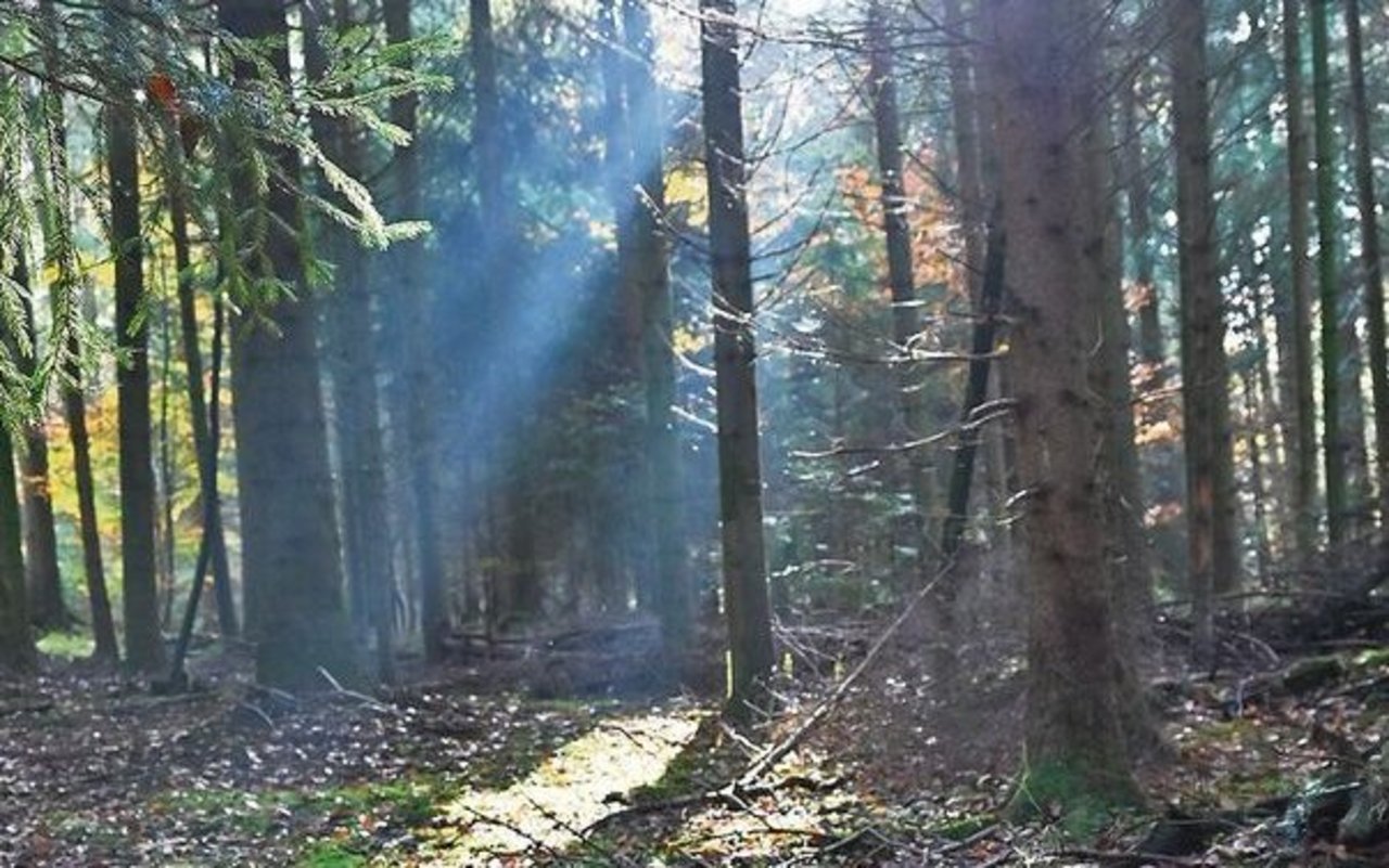 Der Kanton Bern will das Wissen der Waldbesitzer nutzen, um den Wald ...