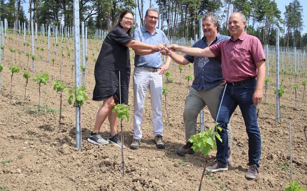 Bei Rutishauser-Divino wachsen jetzt auch Piwi-Sorten - bauernzeitung ...