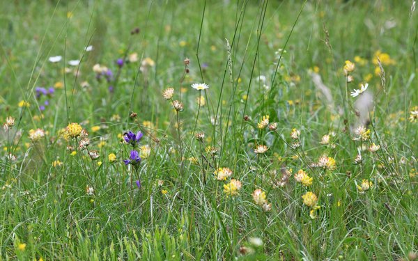 Auf den beiden Baselbieter Wiesentouren mehr erfahren über die ...