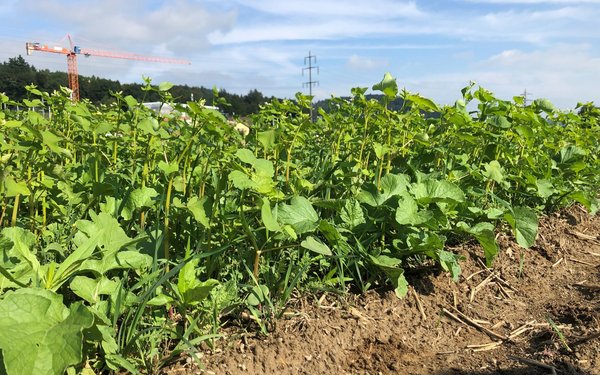 Die Bodenfeuchte ist der Schlüssel zur erfolgreichen Zwischenkultur - bauernzeitung.ch ...