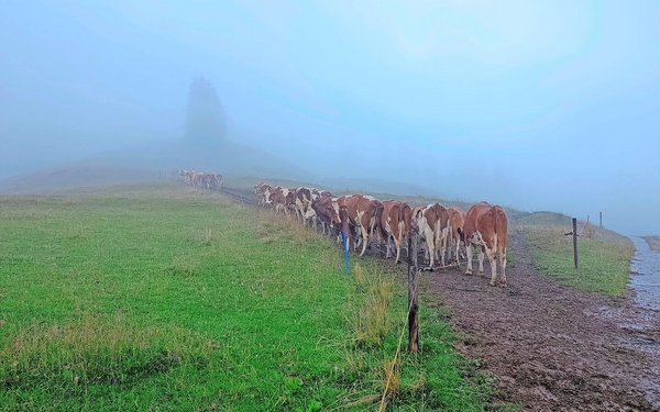 Auf der Site Alp weht die Bise und die Tiere sind nur halb motiviert ...