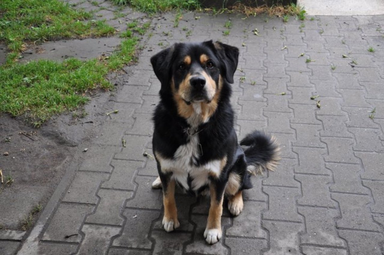 Haushund und Wolf stammen von gemeinsamem Vorfahren ab - bauernzeitung ...